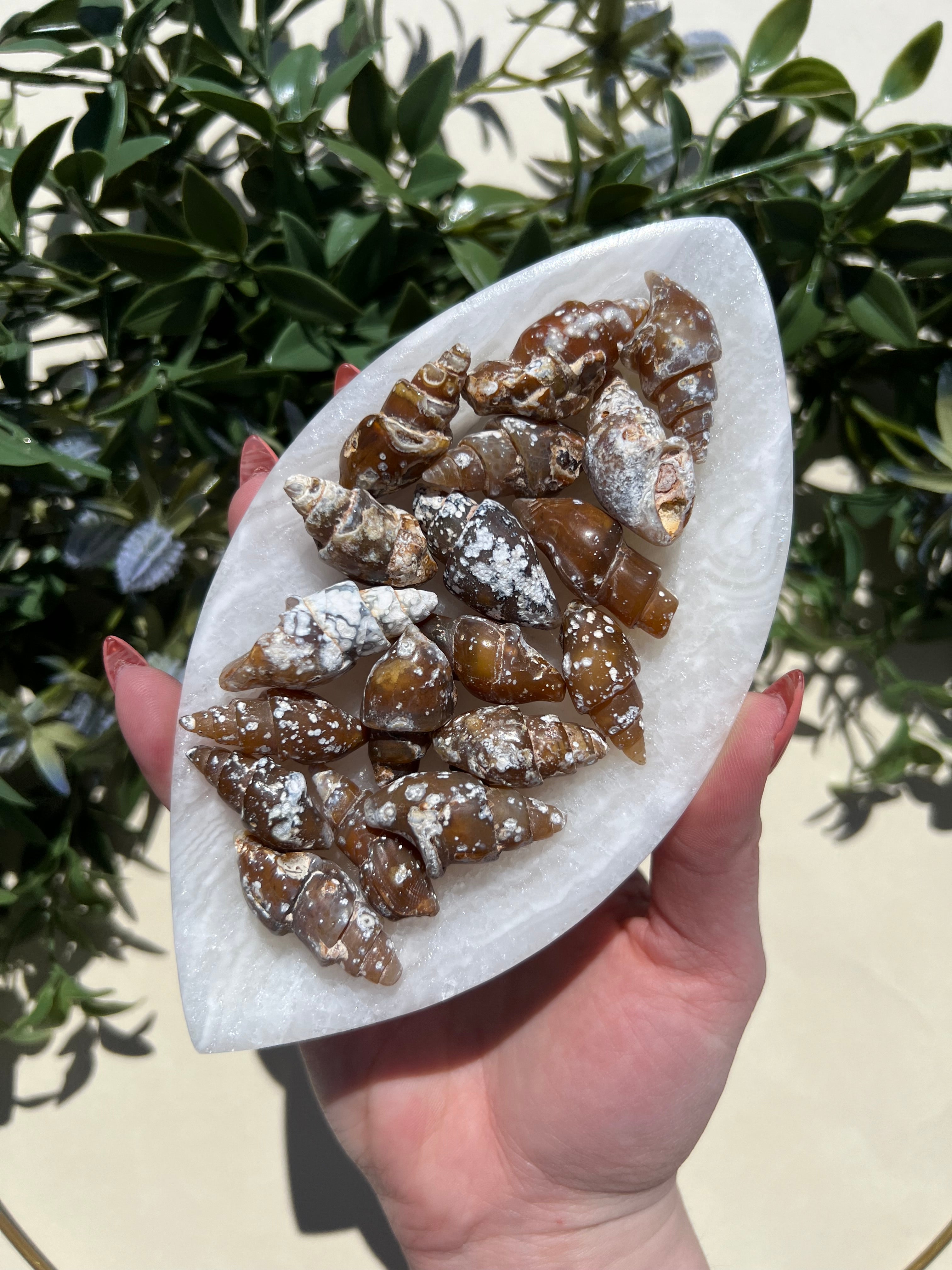 Agate-Replaced Shells – Calm and Collective Minerals